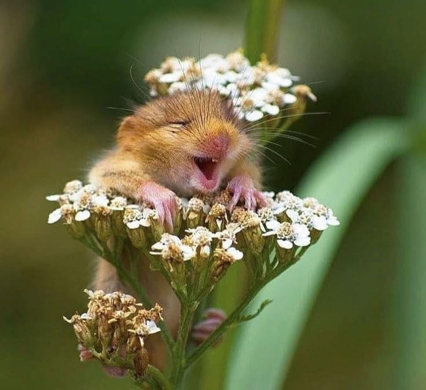 Jigsaw Puzzle for Adults, Laughing Mouse Among Flowers Challenging ...