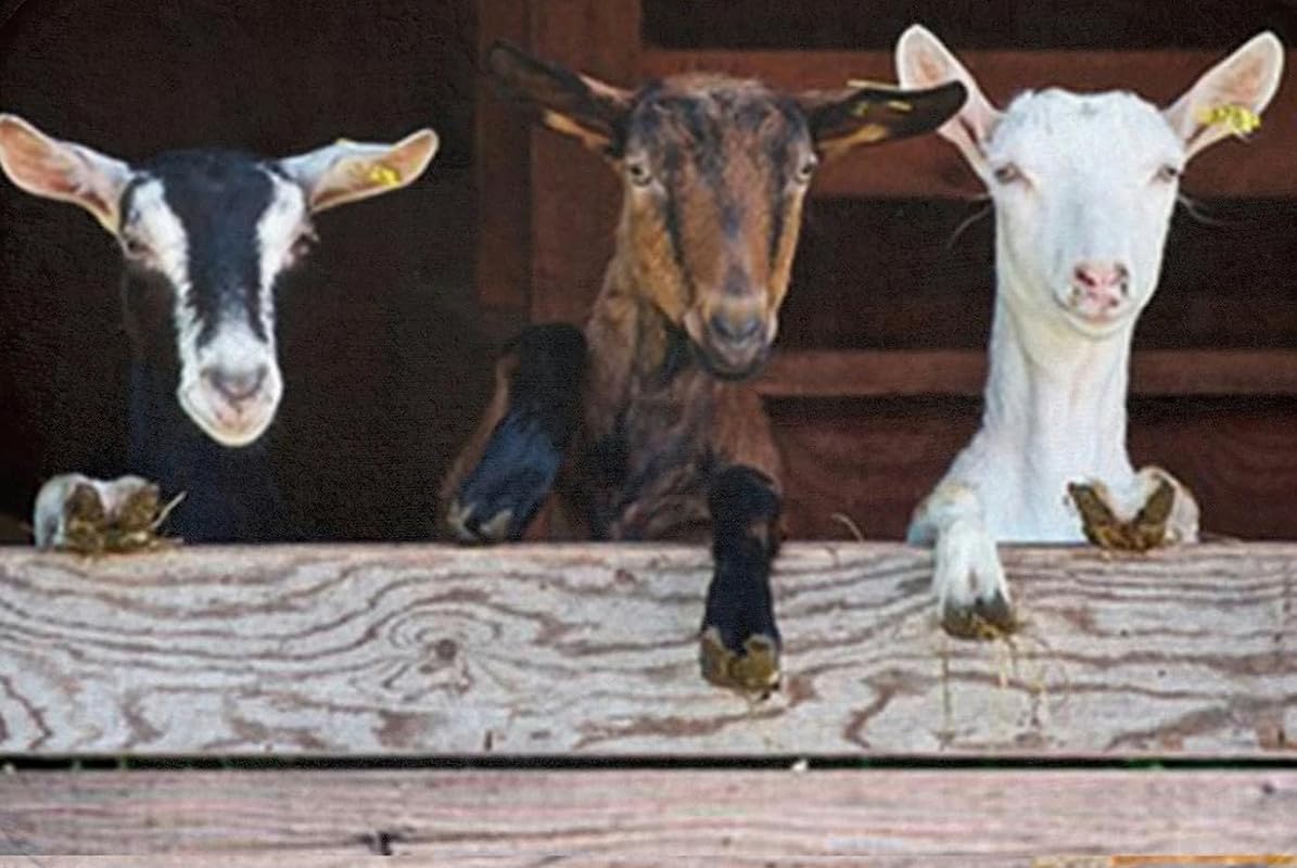 Jigsaw Puzzle for Adults, Sheep in A Pen On A Farm Challenging ...