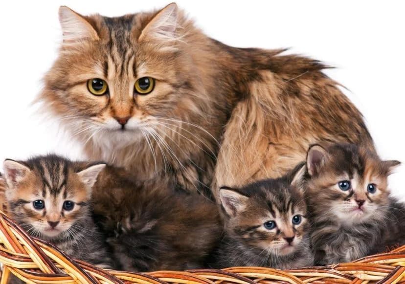 Jigsaw Puzzle for Adults, Sweet Cat Family \u200bChallenging ...
