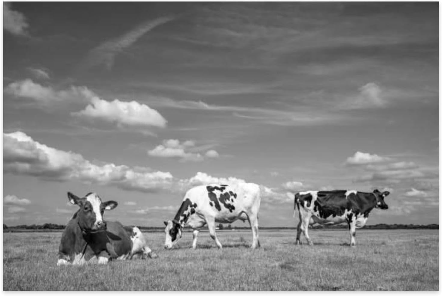 Jigsaw Puzzles 1000 Pieces for Adult Three cows field under blue sky ...