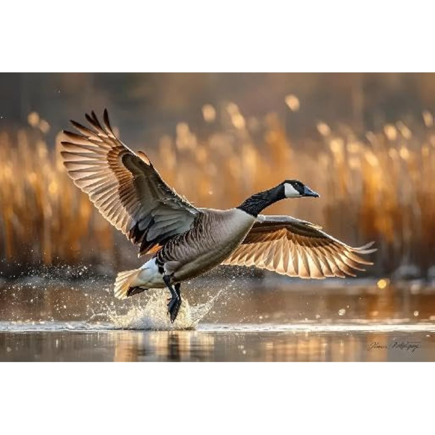 Jigsaw Puzzles 500 Pieces for Adults Goose Flying,Goose Hunting,Geese ...