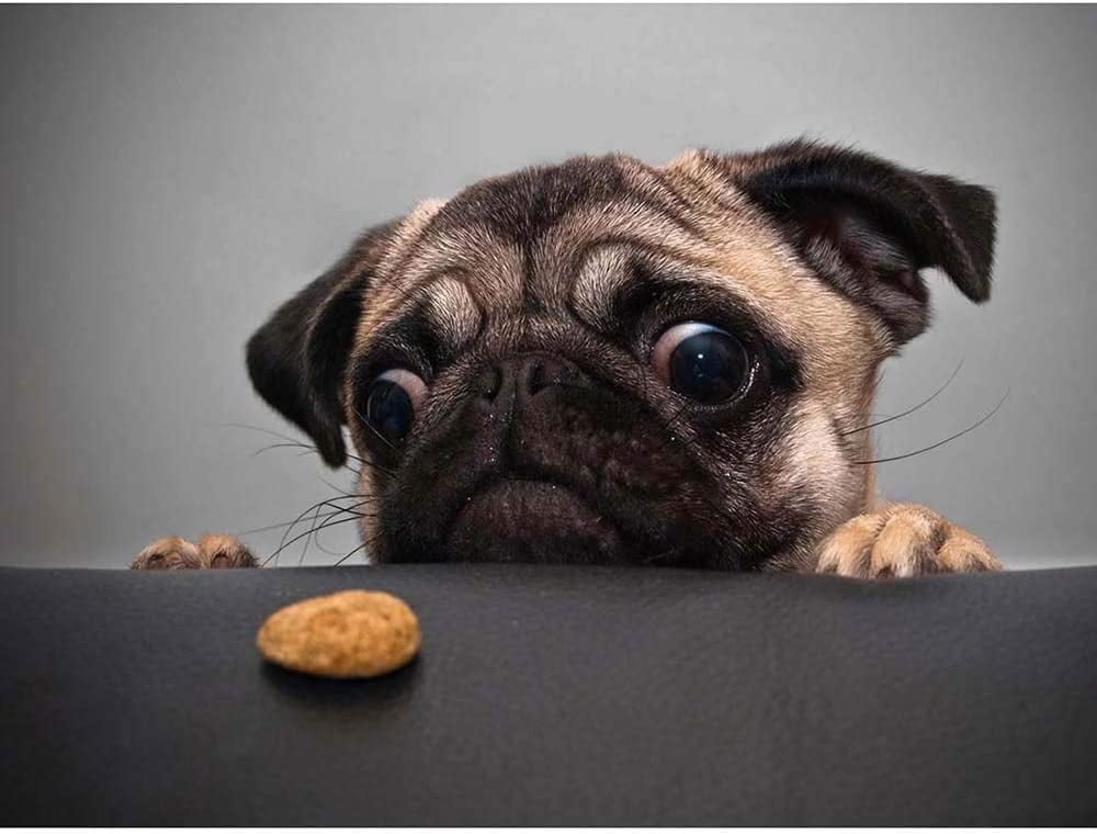 Jigsaw Puzzles for Adults 1000 Piece Animal Photography Portrait Pug ...