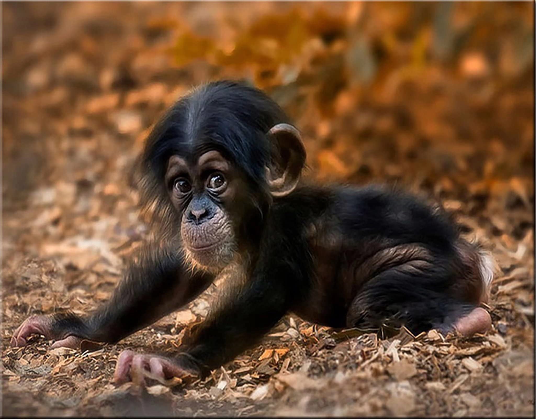 Jigsaw Puzzles for Adults Puzzle-Cute Clever Monkey-1000 Piece Jigsaw ...