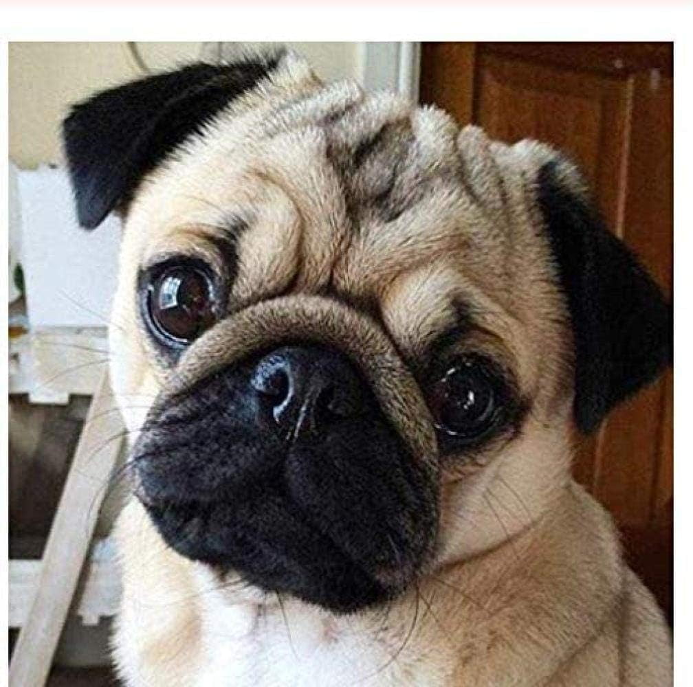 Jigsaw Puzzles for Adults500 Piece Pug Dog Portrait Close-up Animal ...