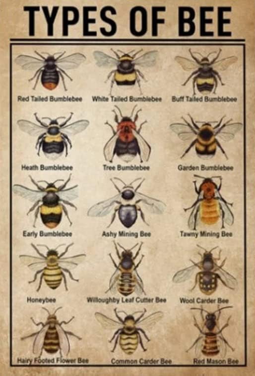 Jigsaw Puzzles Bee Knowledge Poster, Types of Bee Poster, Knowledge ...