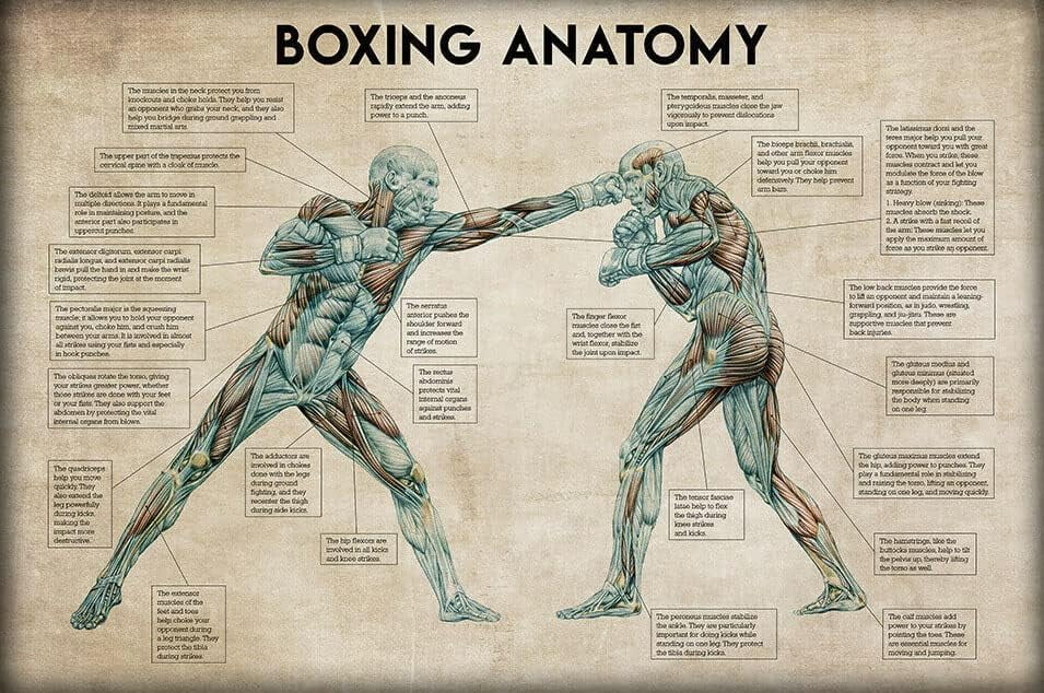 Jigsaw Puzzles for Adults Boxing Anatomy 500 Pieces Wooden Jigsaw ...