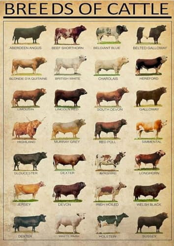 Jigsaw Puzzles for Adults Breeds of Beef Cattle Poster 1000 Pieces ...