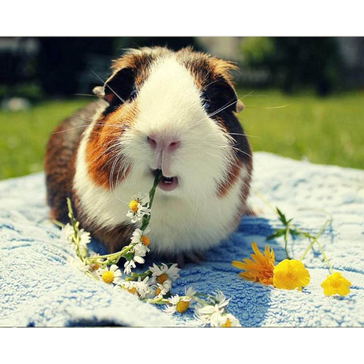 Jigsaw Wooden puzzle 500 pieces for Adults Guinea Pig Picture Wooden ...