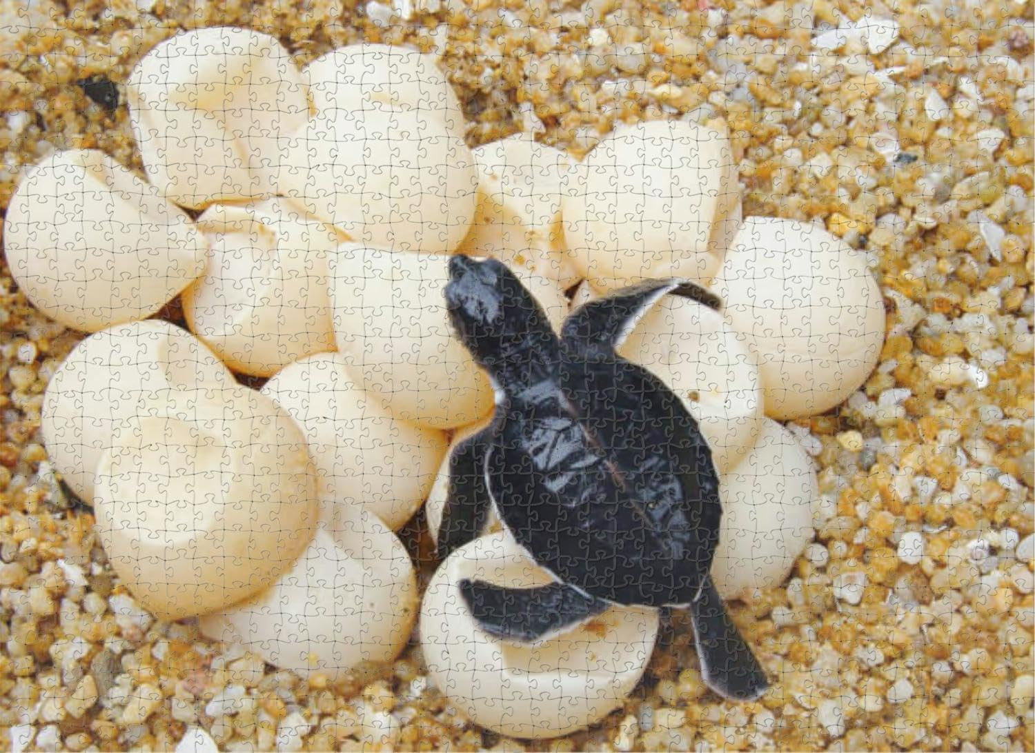 Jigsaw Wooden puzzle 500 pieces Hatching Sea Turtle Eggs Puzzle for ...