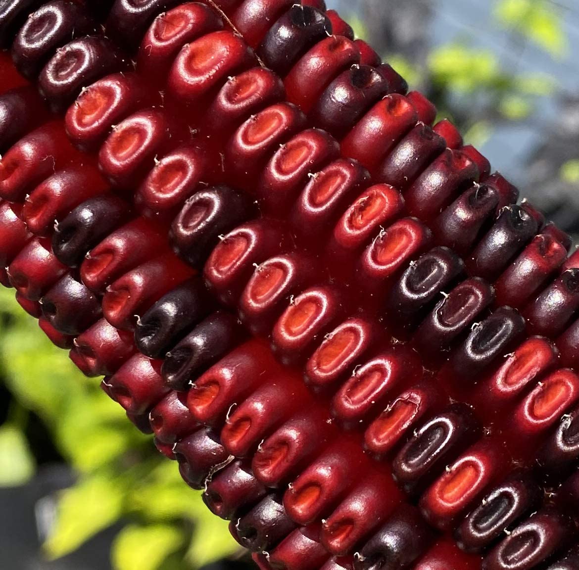Rare Glass Gem Indian Corn Seeds - 40+ Seeds - Vibrant Translucent ...