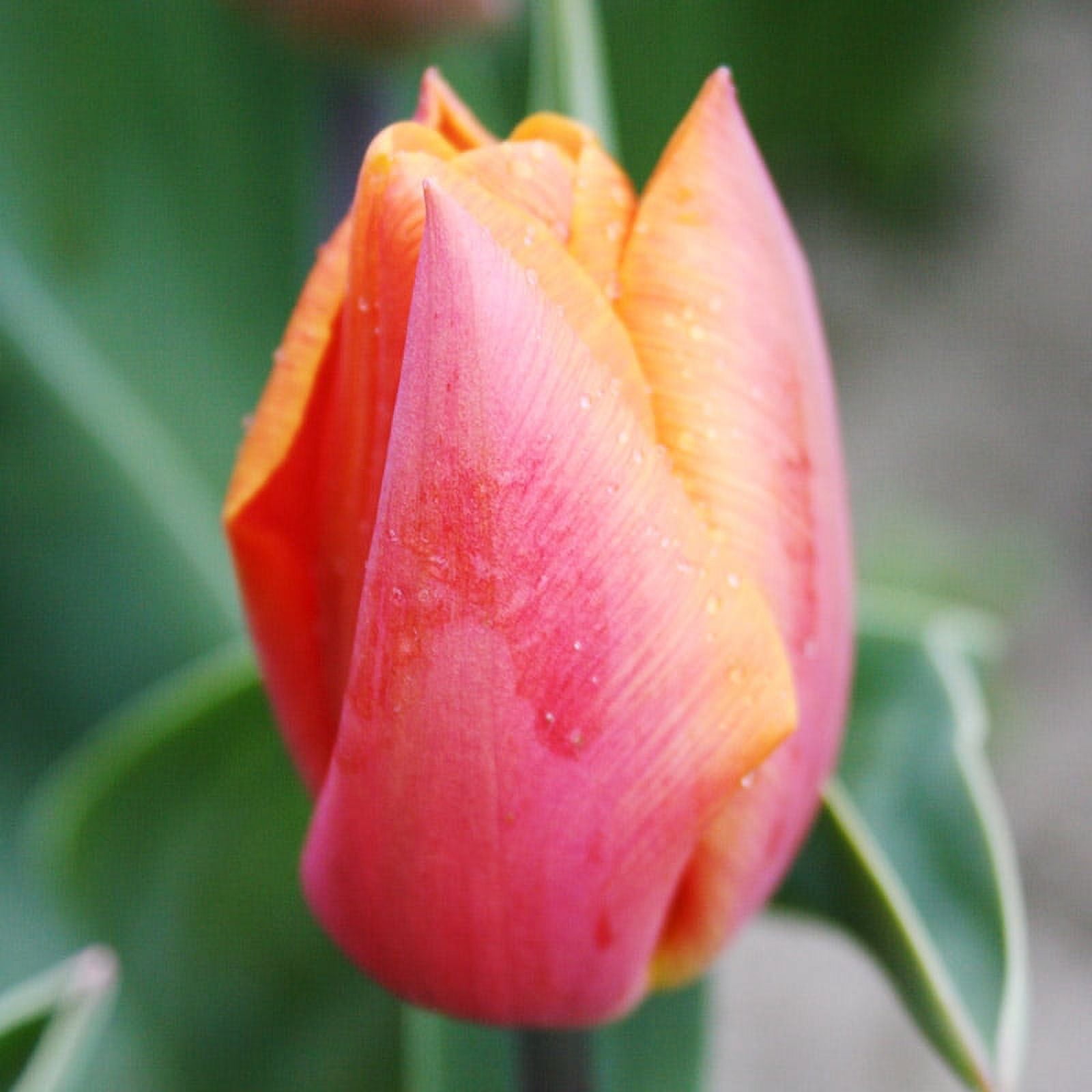 Jimmy Triumph Tulip Flower Bulbs - 6 Bulbs per Pack - Good as Cut ...