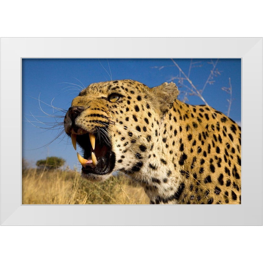 Jimmyz 24x17 White Modern Wood Framed Museum Art Print Titled - Fierce ...