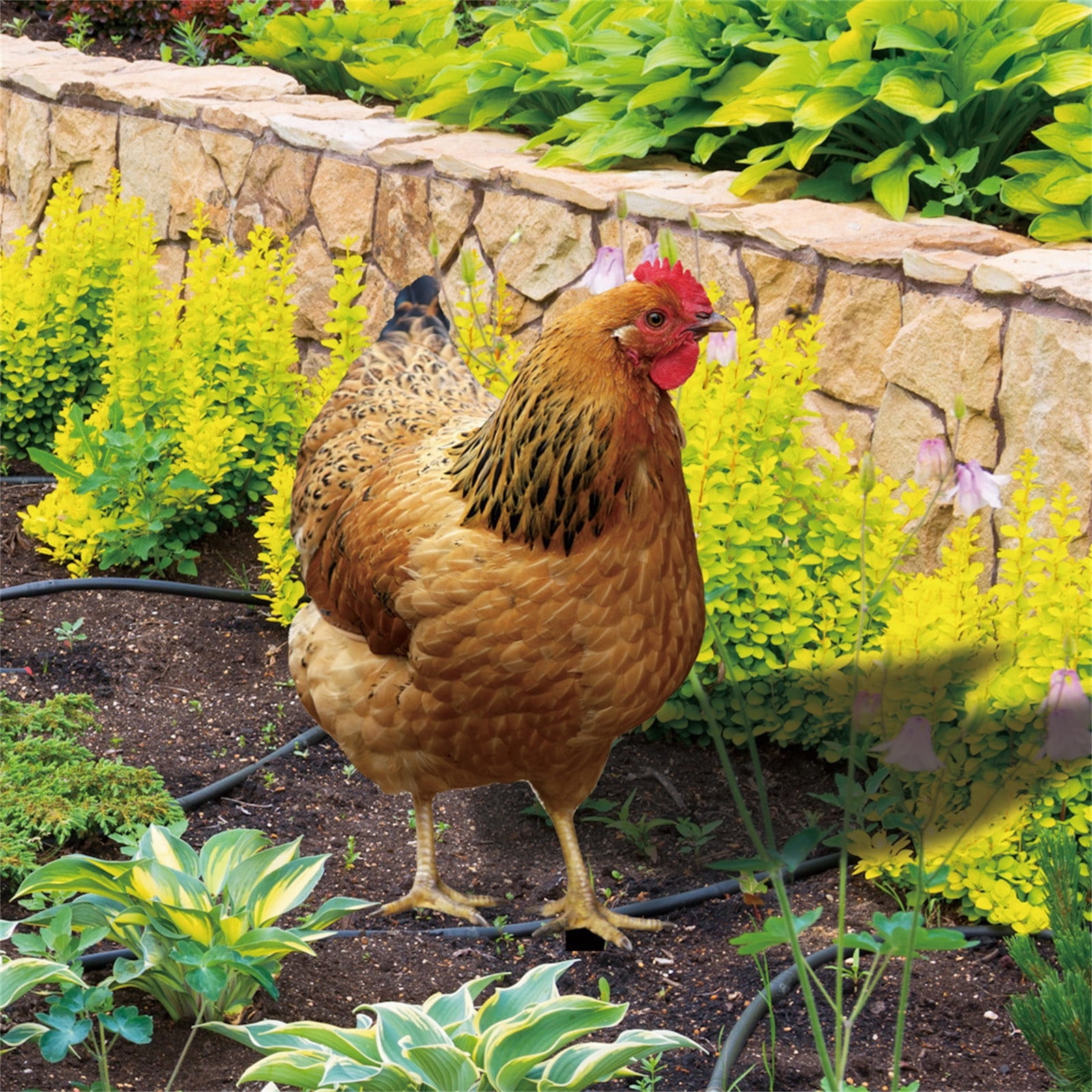 Jingjianm Realistic Chicken Garden Stake Décor Durable Weatherproof ...