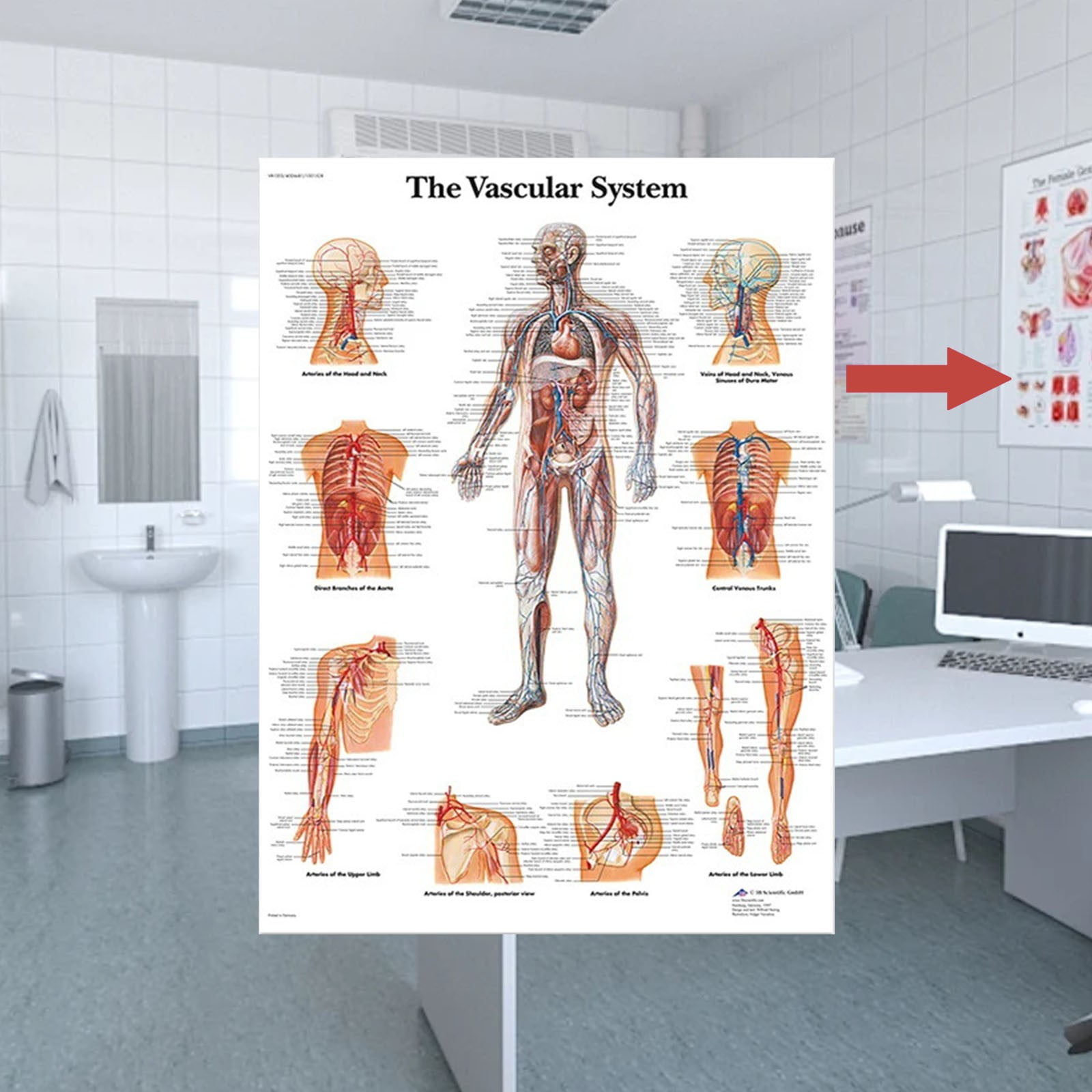 Jiuaui Clearance Stickers Poster For Teaching Body Structure Anatomy At ...