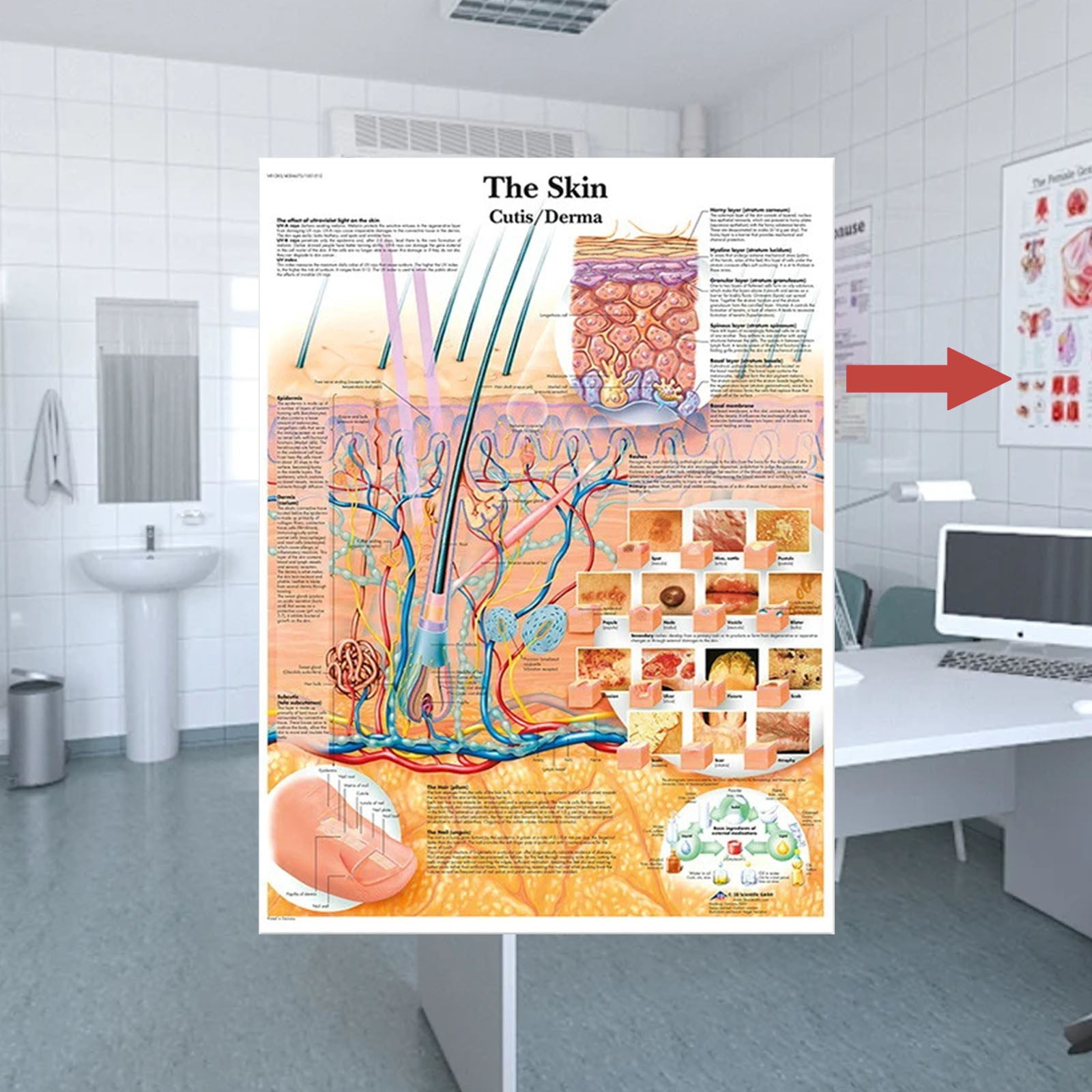 Jiuaui Clearance Stickers Poster For Teaching Body Structure Anatomy At ...