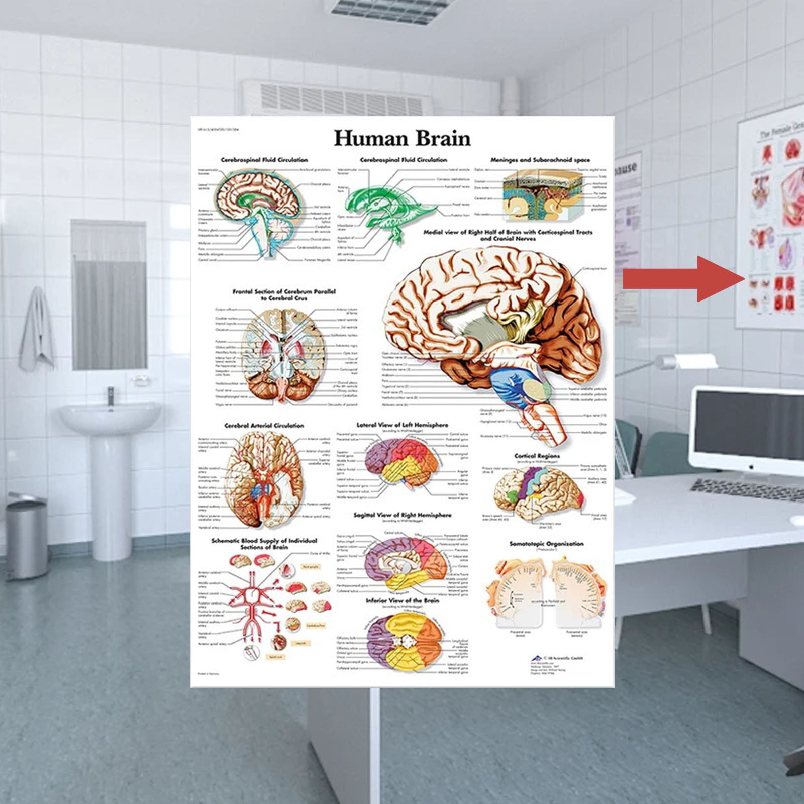 Jiuaui Clearance Stickers Poster For Teaching Body Structure Anatomy At ...