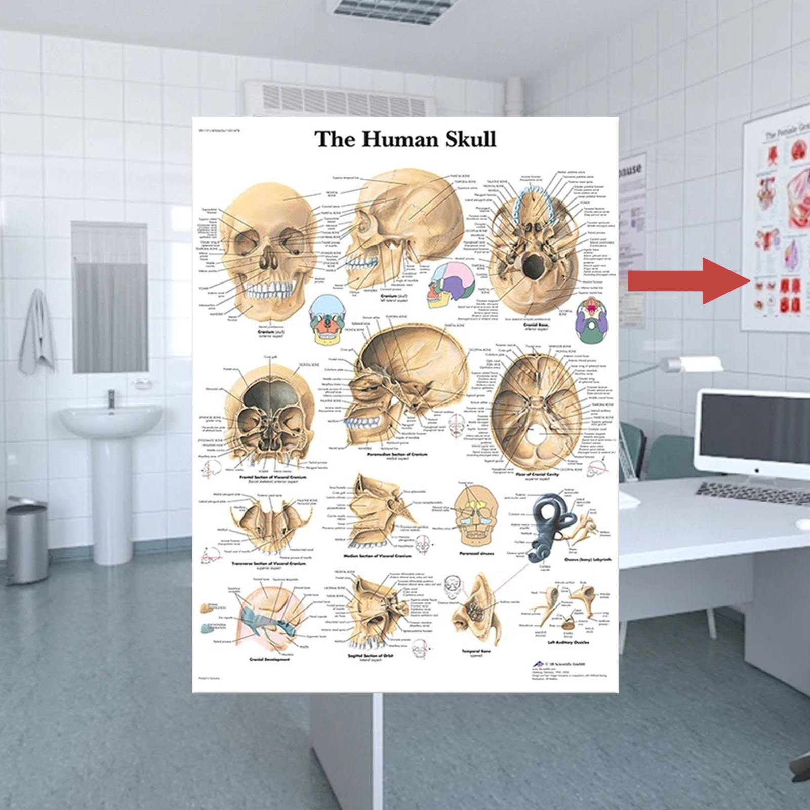 Jiuaui Clearance Stickers Poster For Teaching Body Structure Anatomy At ...