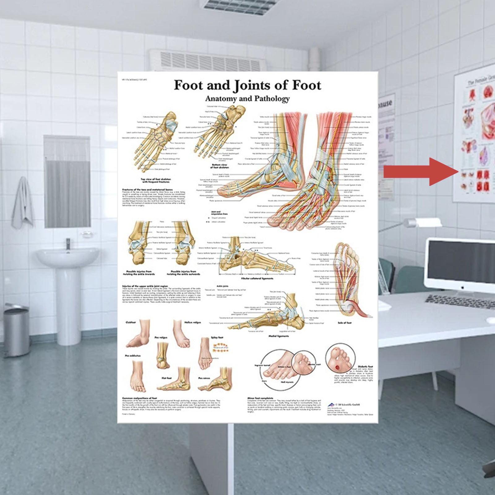 Jiuaui Clearance Stickers Poster For Teaching Body Structure Anatomy At ...