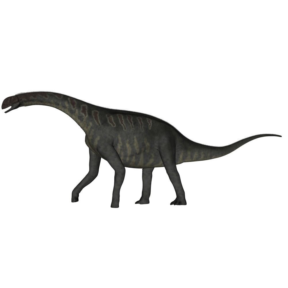 Jobaria dinosaur on white background Poster Print - Walmart.com