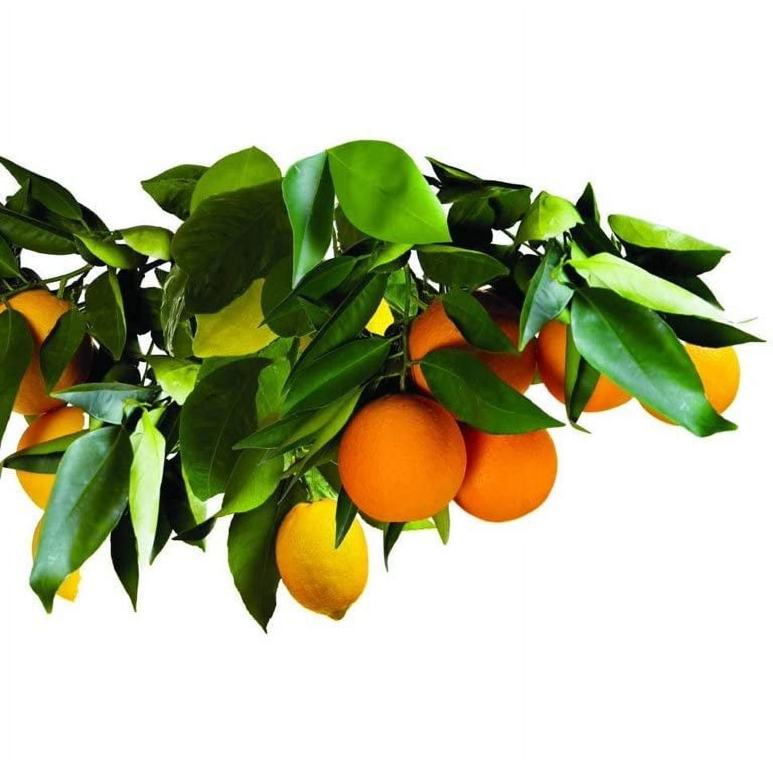 Jobe's 100046754 1612 Fertilizer Spike, 15, Brown(2-Pack) - Walmart.com