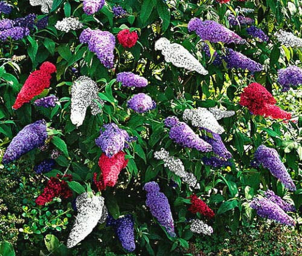 Jocadew Butterfly Bush Mixed Colors Buddleia Davidii jocad (200 Seeds ...