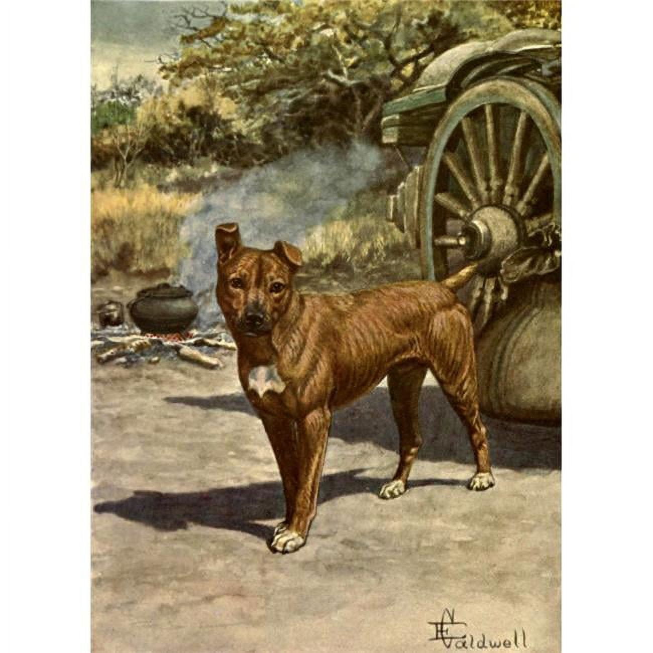 Jock of the Bushveld 1913 Jock Poster Print by Edmund Caldwell ...