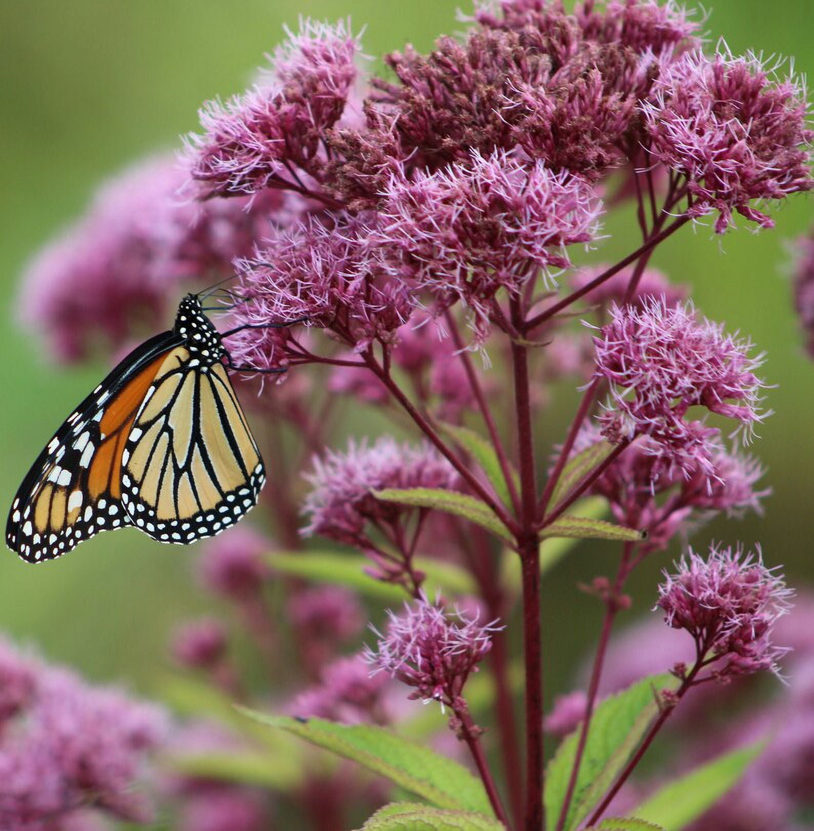 Sherwood's Seeds Joe-Pye Weed Premium Plant Seeds - Walmart.com