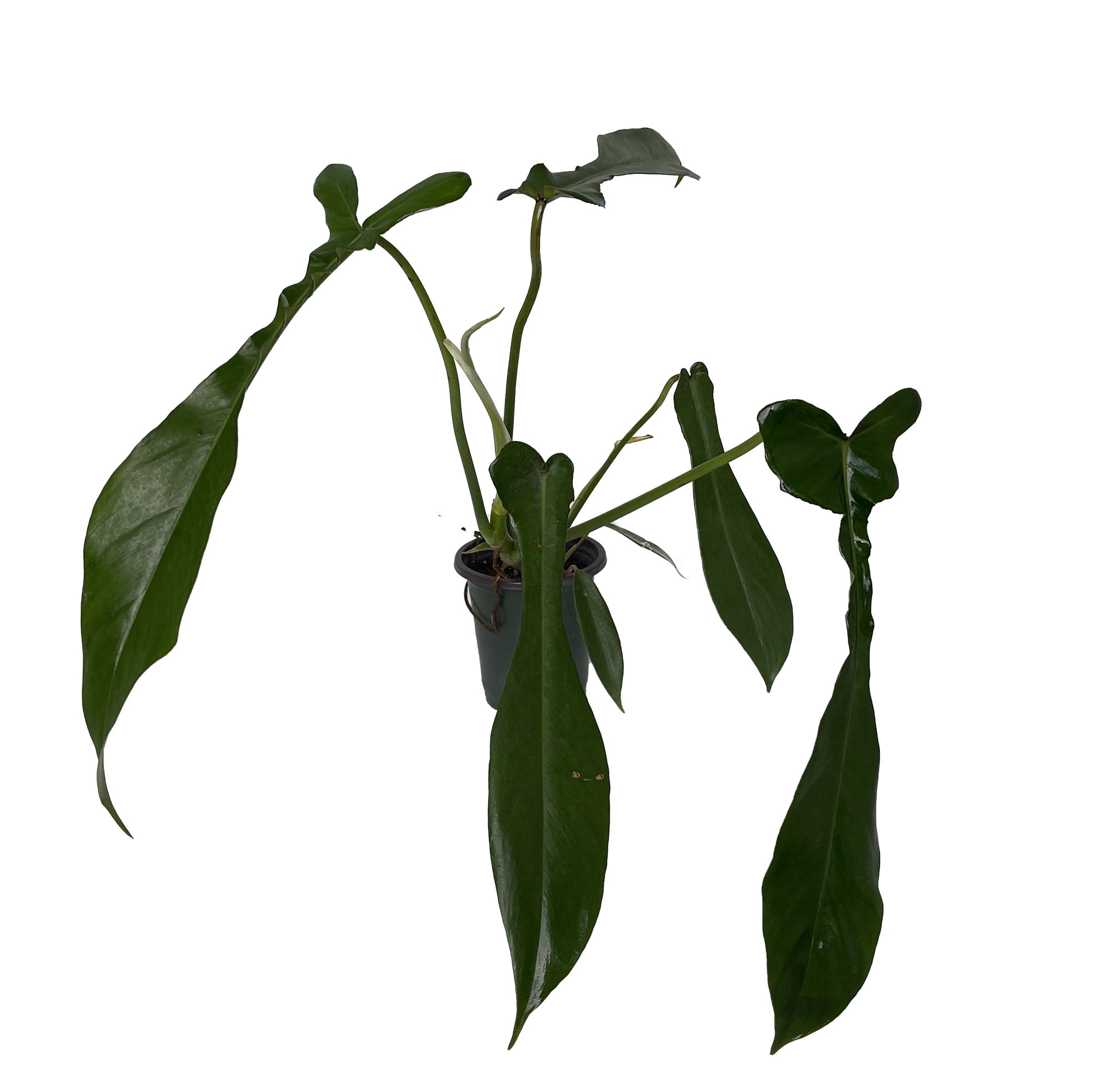 Joepii Philodendron - 4" Pot - Trending/Collector's Series - Walmart.com