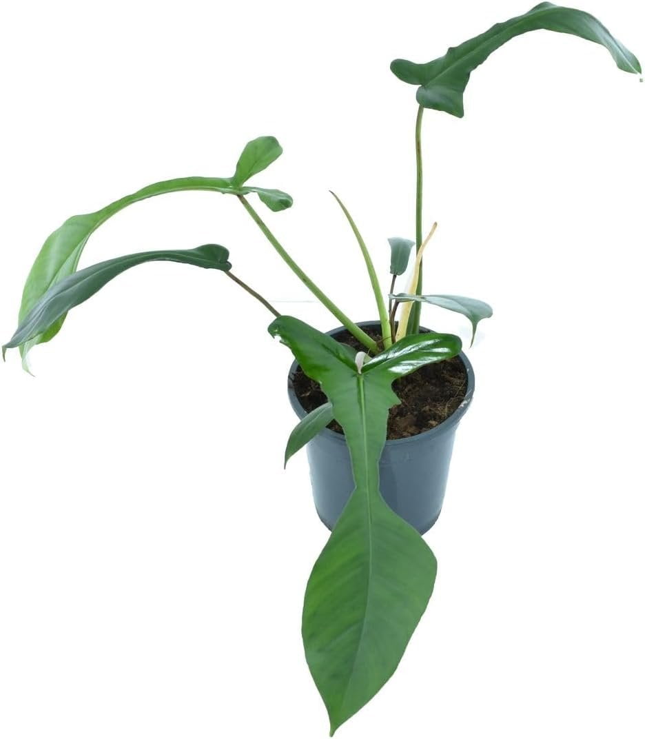 Joepii Philodendron - Live Plant in a 4 Inch Pot - Philodendron ...