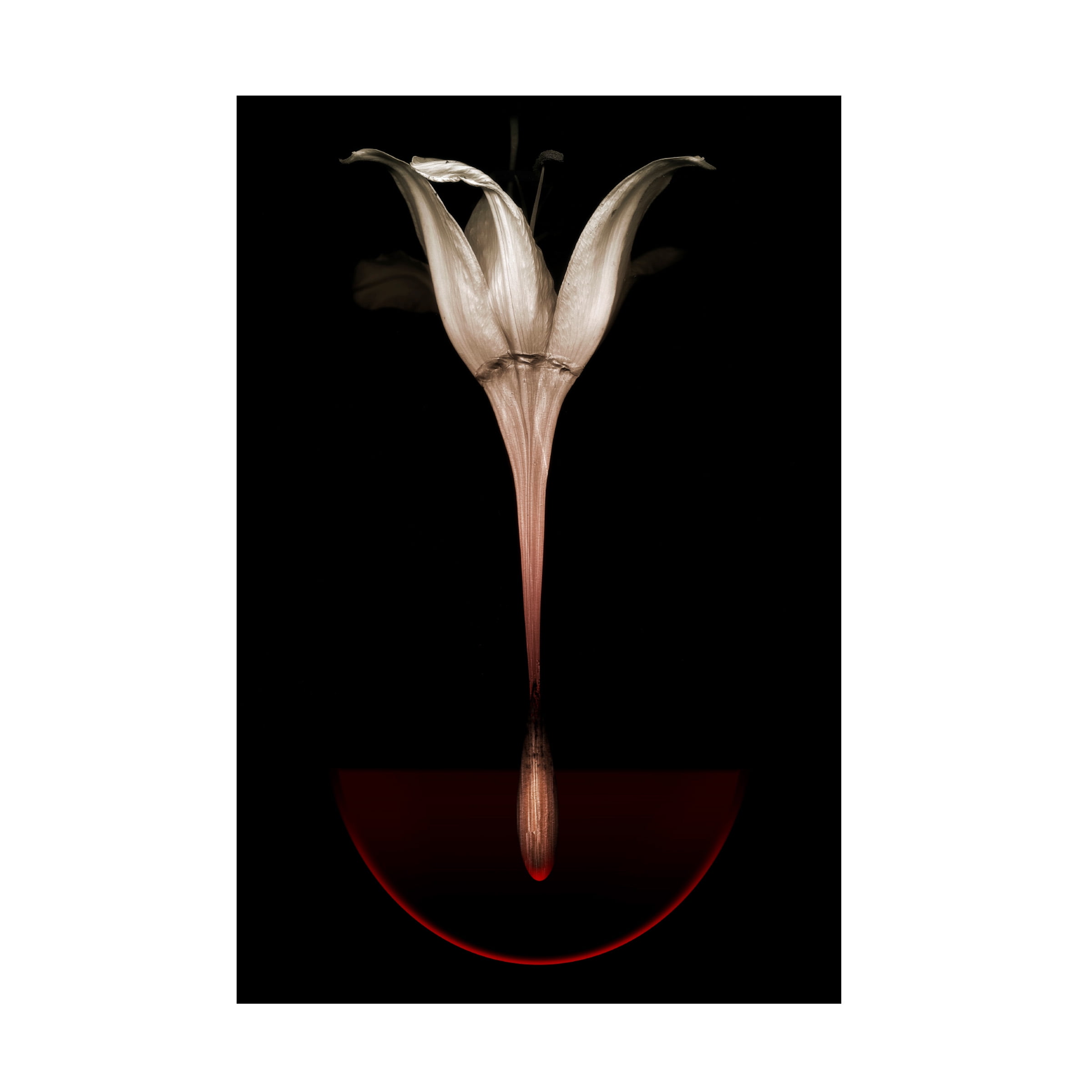 Johan Lilja 'Floating Lily' Canvas Art - Walmart.com