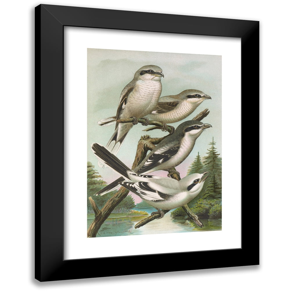 Johann Friedrich Naumann 11x14 Black Modern Framed Museum Art Print ...