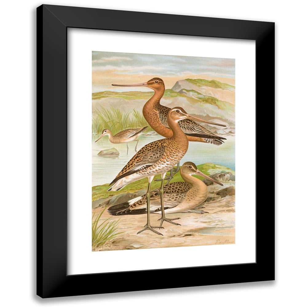 Johann Friedrich Naumann 11x14 Black Modern Framed Museum Art Print ...