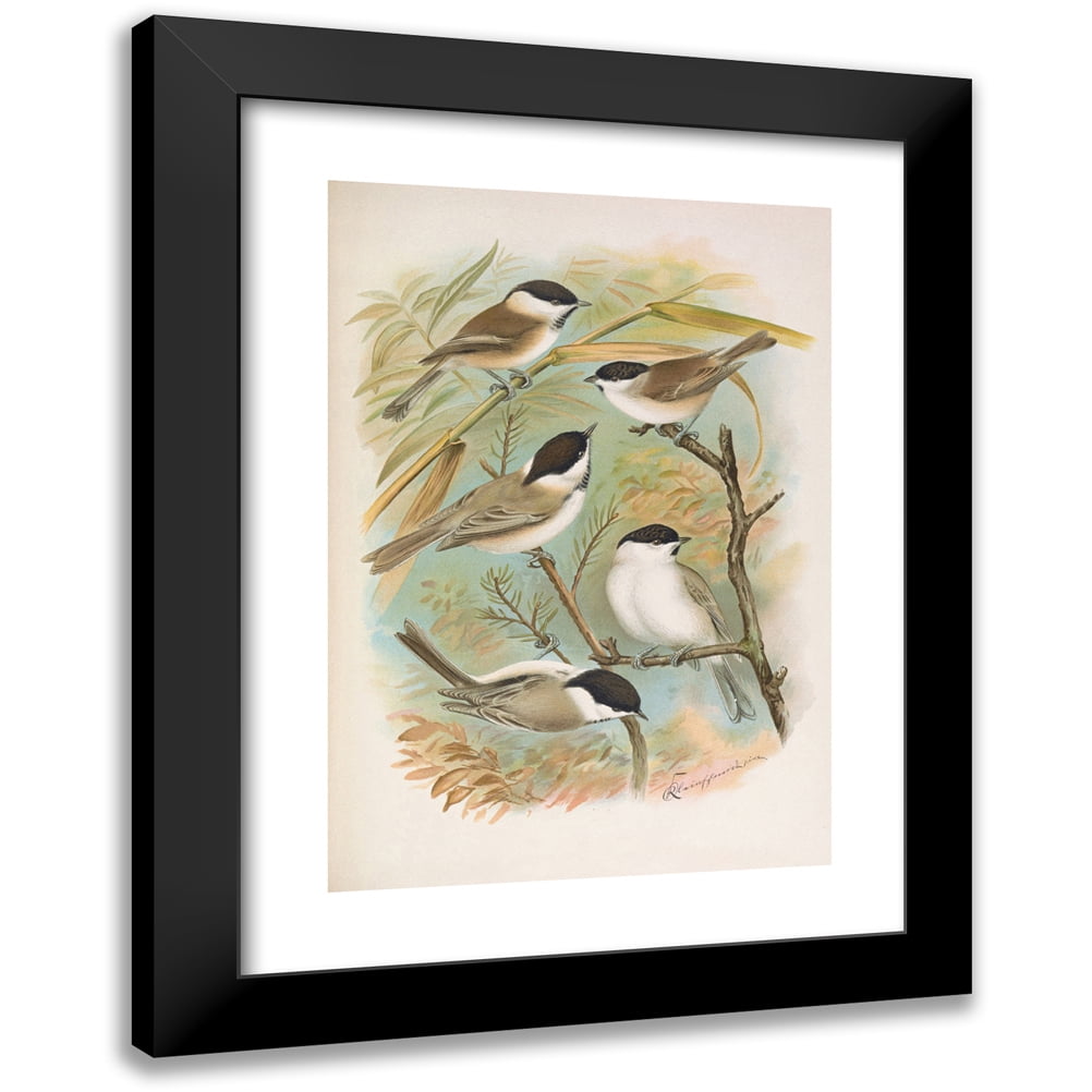 Johann Friedrich Naumann 11x14 Black Modern Framed Museum Art Print ...