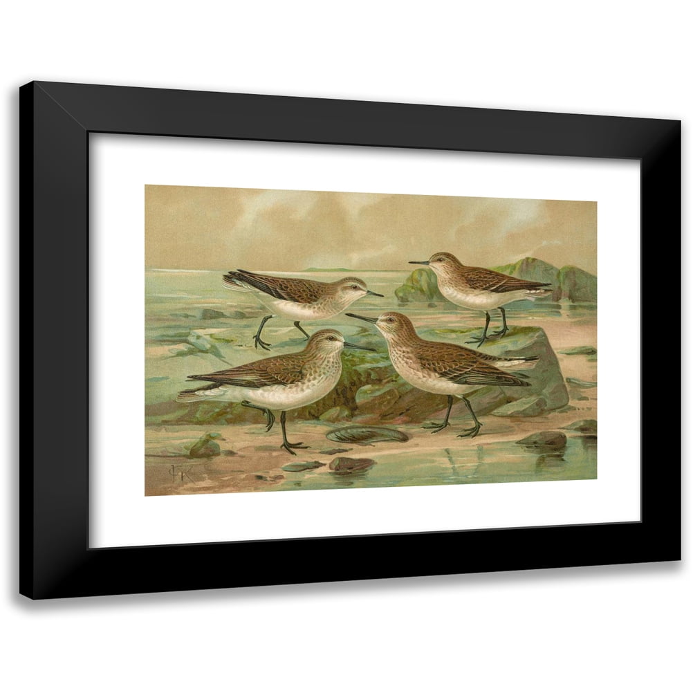 Johann Friedrich Naumann 14x11 Black Modern Framed Museum Art Print ...