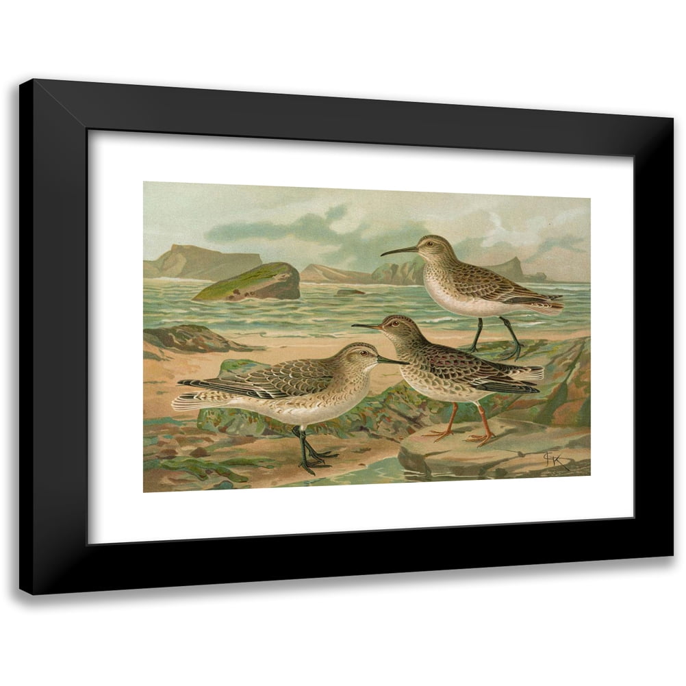 Johann Friedrich Naumann 14x11 Black Modern Framed Museum Art Print ...