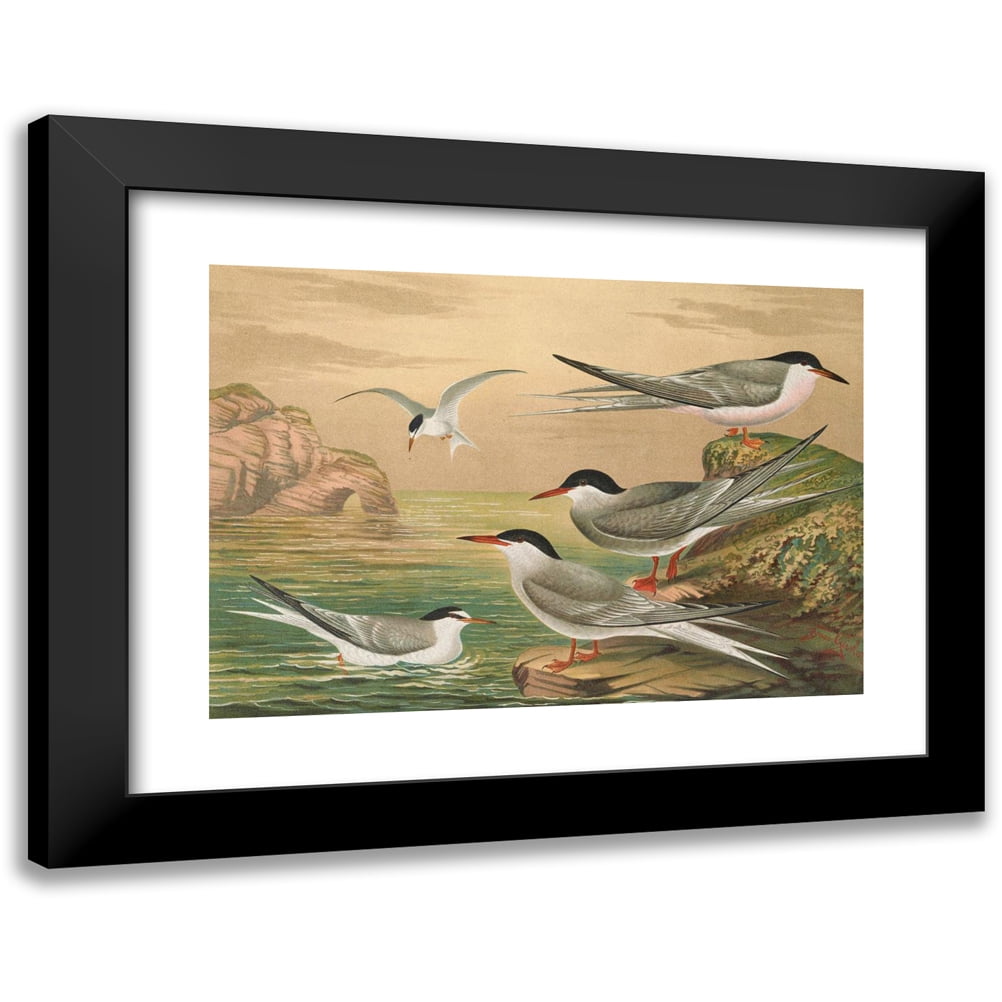 Johann Friedrich Naumann 24x18 Black Modern Framed Museum Art Print ...