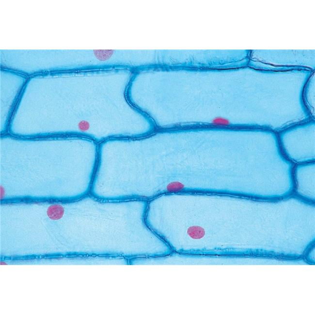 Johannes Lieder 529418 Typical Animal & Plant Cells Slide Set - Walmart.com