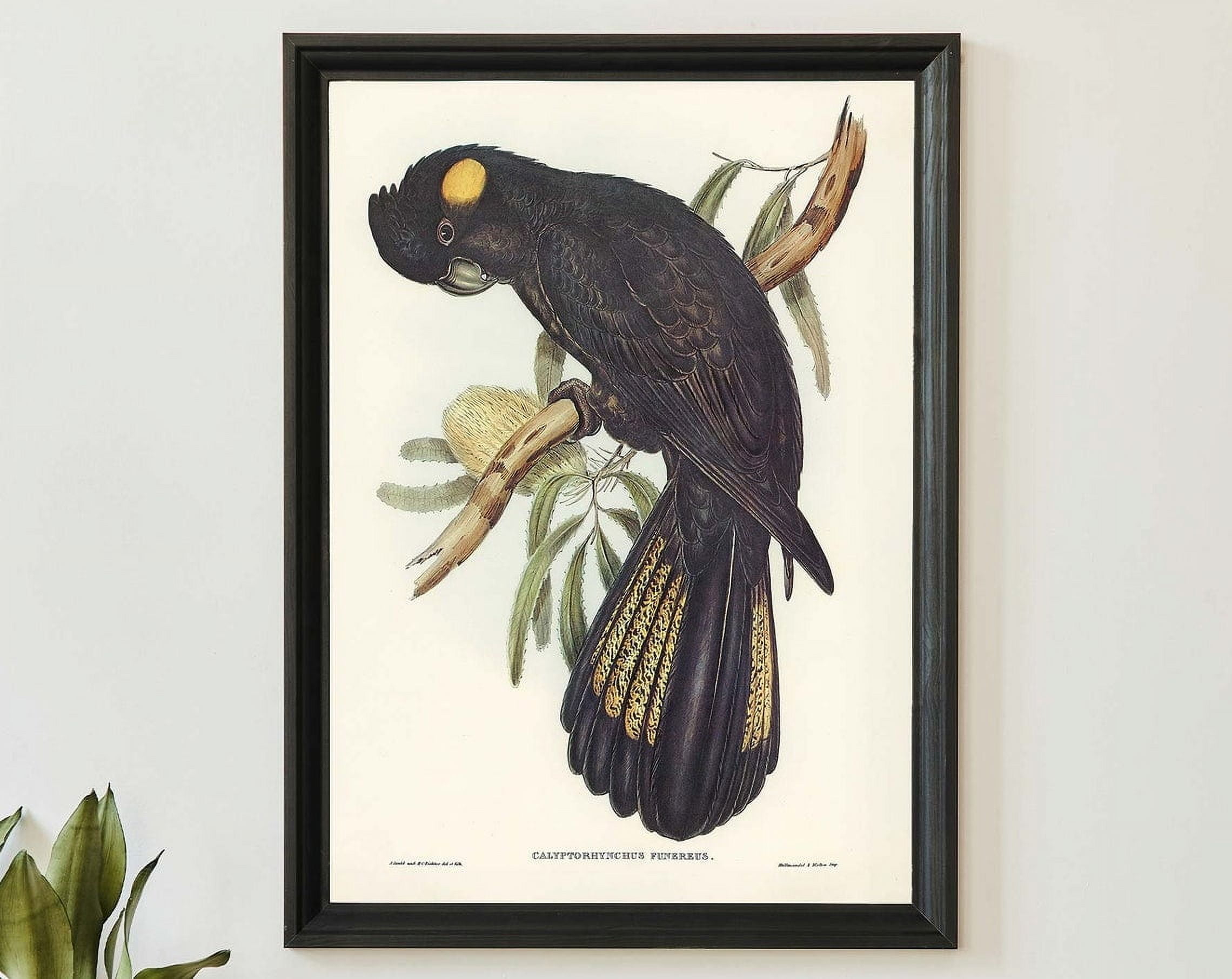 John Audubon Cockatoo Art Print, Vintage Birds Of Australia Poster ...