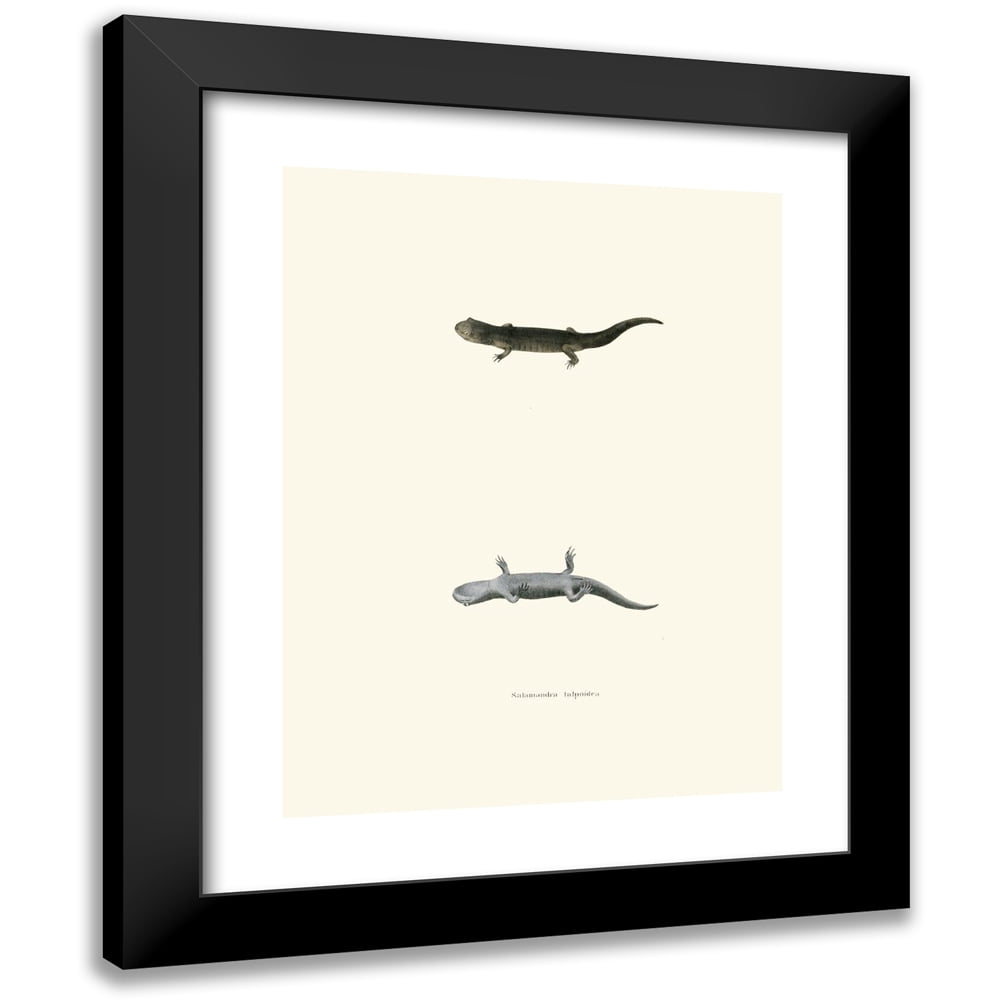 John Edwards Holbrook 12x14 Black Modern Framed Museum Art Print Titled ...