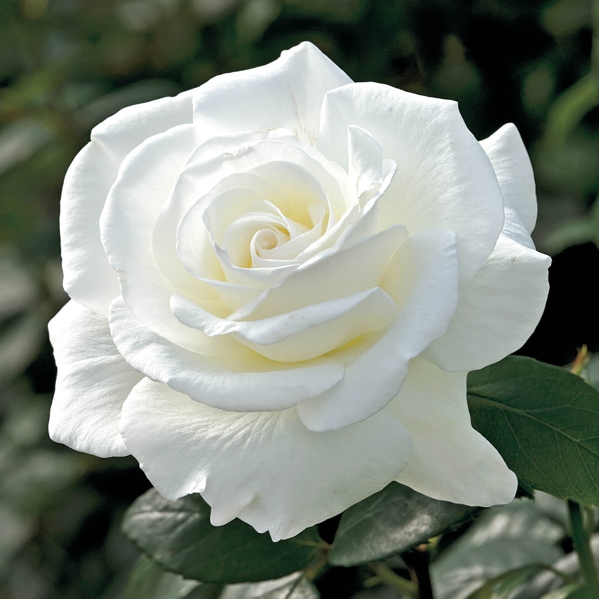John F. Kennedy Fragrant Hybrid Tea Rose, Live Outside Plant, Includes ...