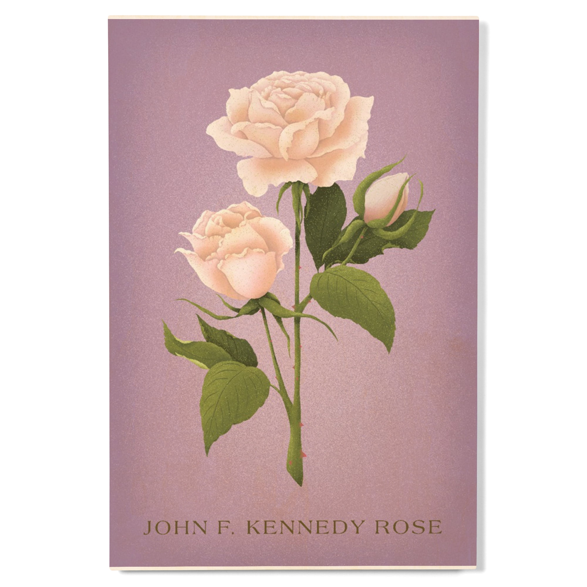 John F. Kennedy Rose, Hybrid Tea Rose, Vintage Flora Birch Wood Wall ...