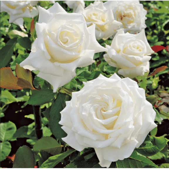 Best Hybrid Tea Roses