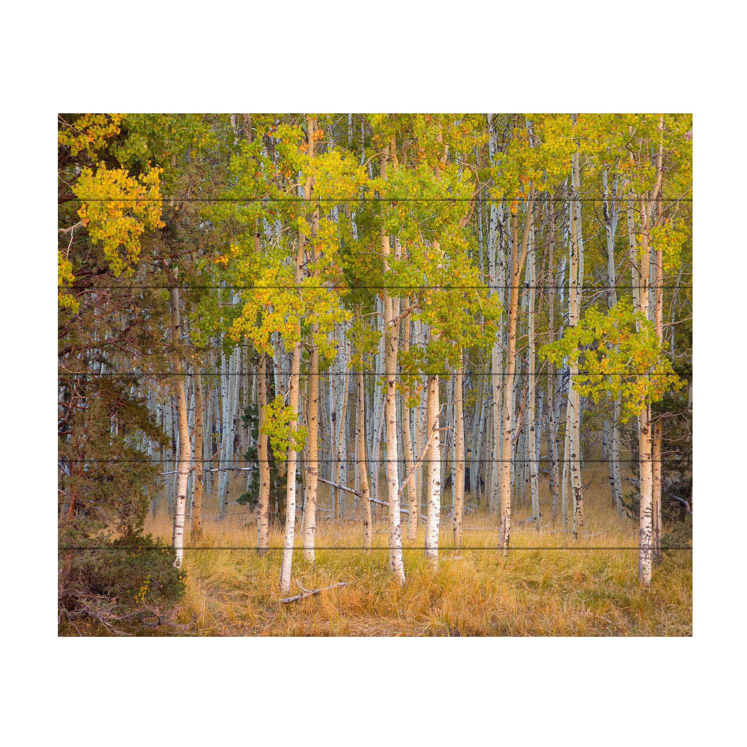 Free Shipping! Trademark Fine Art June Lake Aspen Wood Slat Art 18x22 ...