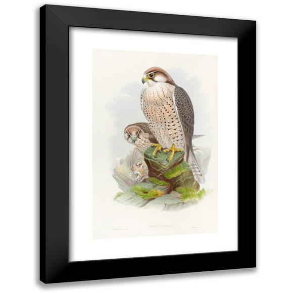 Falcon Print