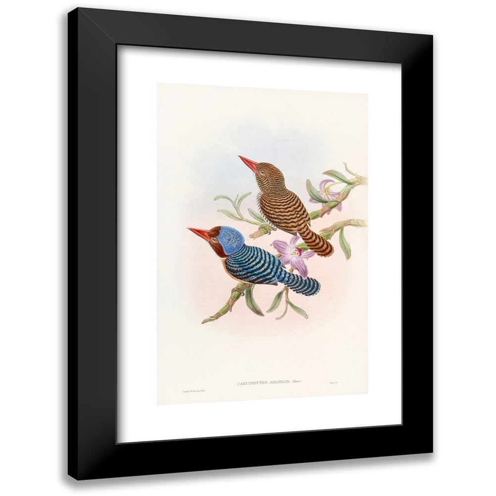 John Gould 11x14 Black Modern Framed Museum Art Print Titled ...