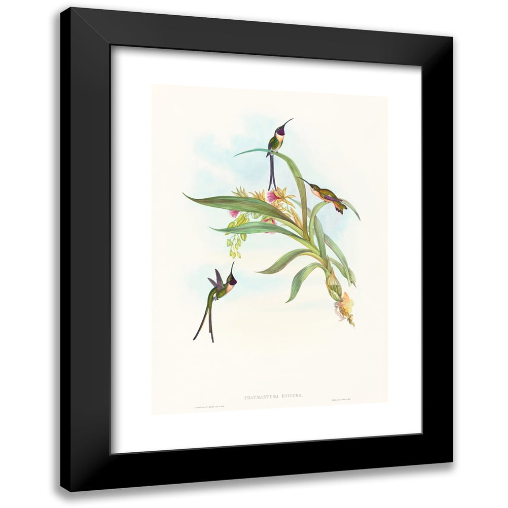 John Gould 11x14 Black Modern Framed Museum Art Print Titled ...