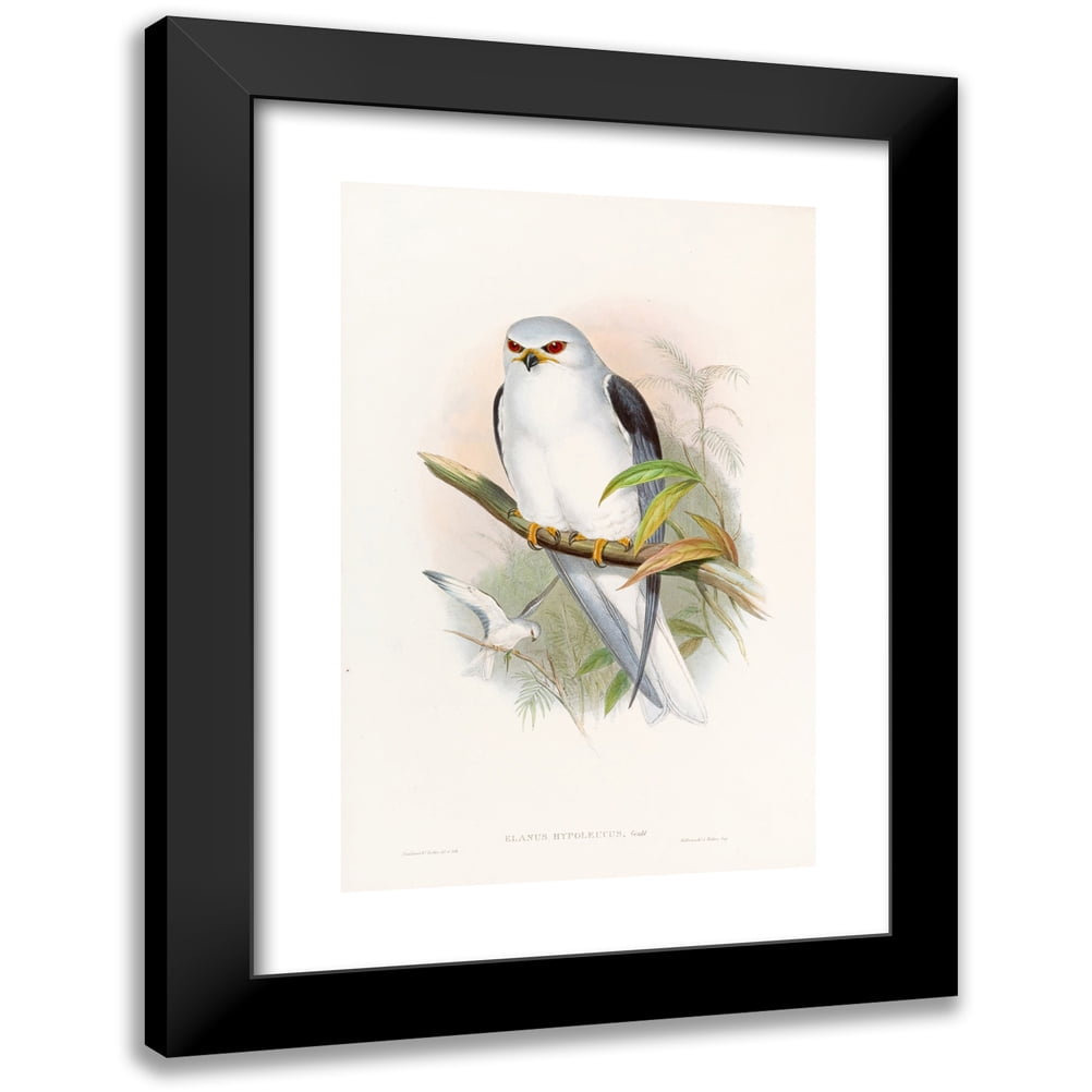 John Gould 13x18 Black Modern Framed Museum Art Print Titled - Celebean ...