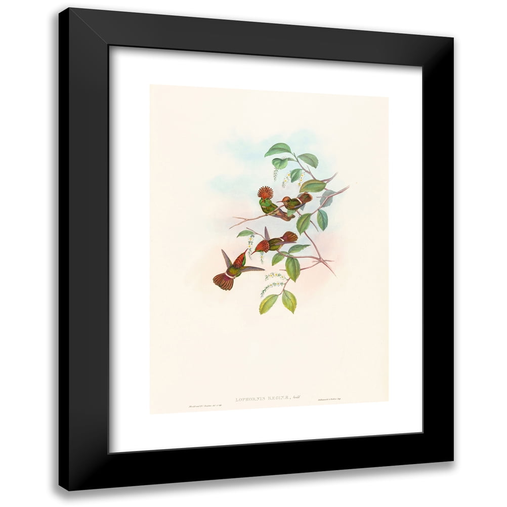 John Gould 14x18 Black Modern Framed Museum Art Print Titled ...