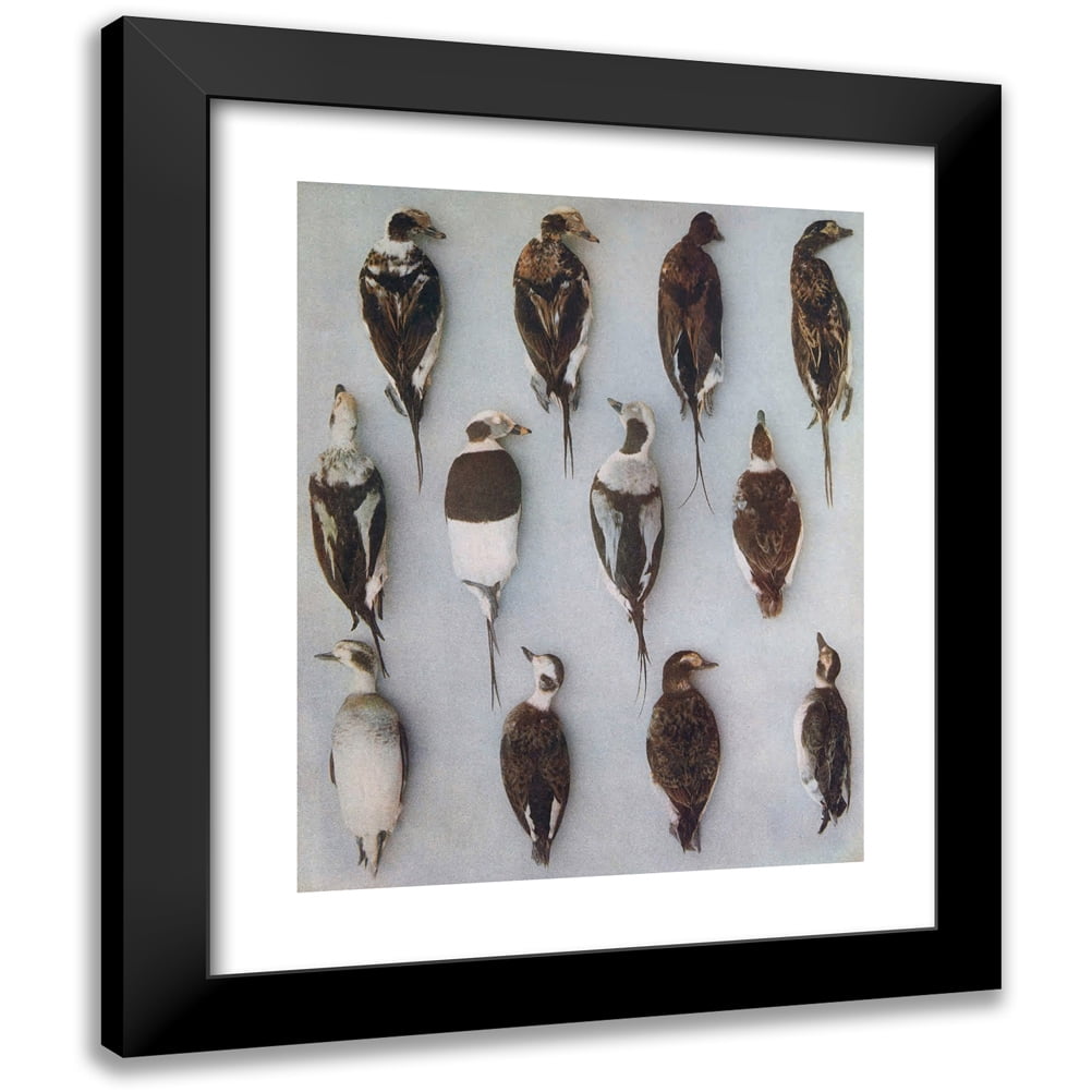 John Guille Millais 20x24 Black Modern Framed Museum Art Print Titled ...