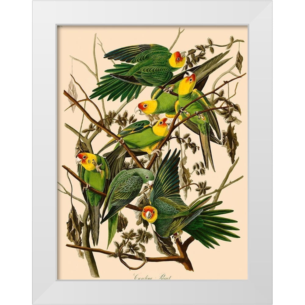John James, Audubon 15x18 White Modern Wood Framed Museum Art Print ...